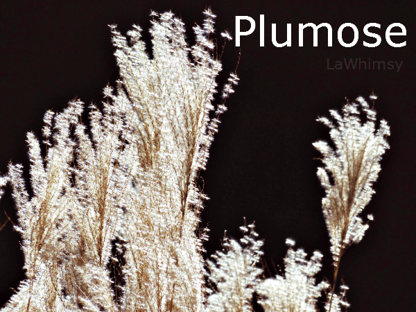 Word Nerd: Plumose – Lawhimsy