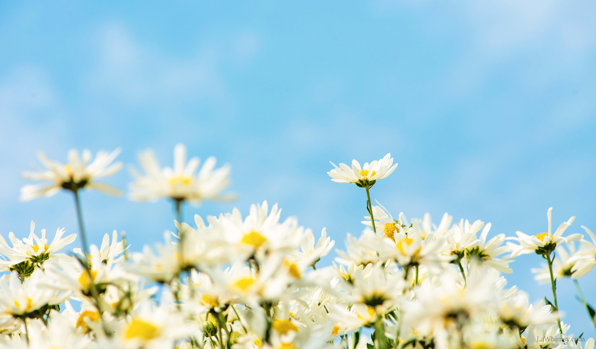 Word Nerd: Heliotropic – Lawhimsy